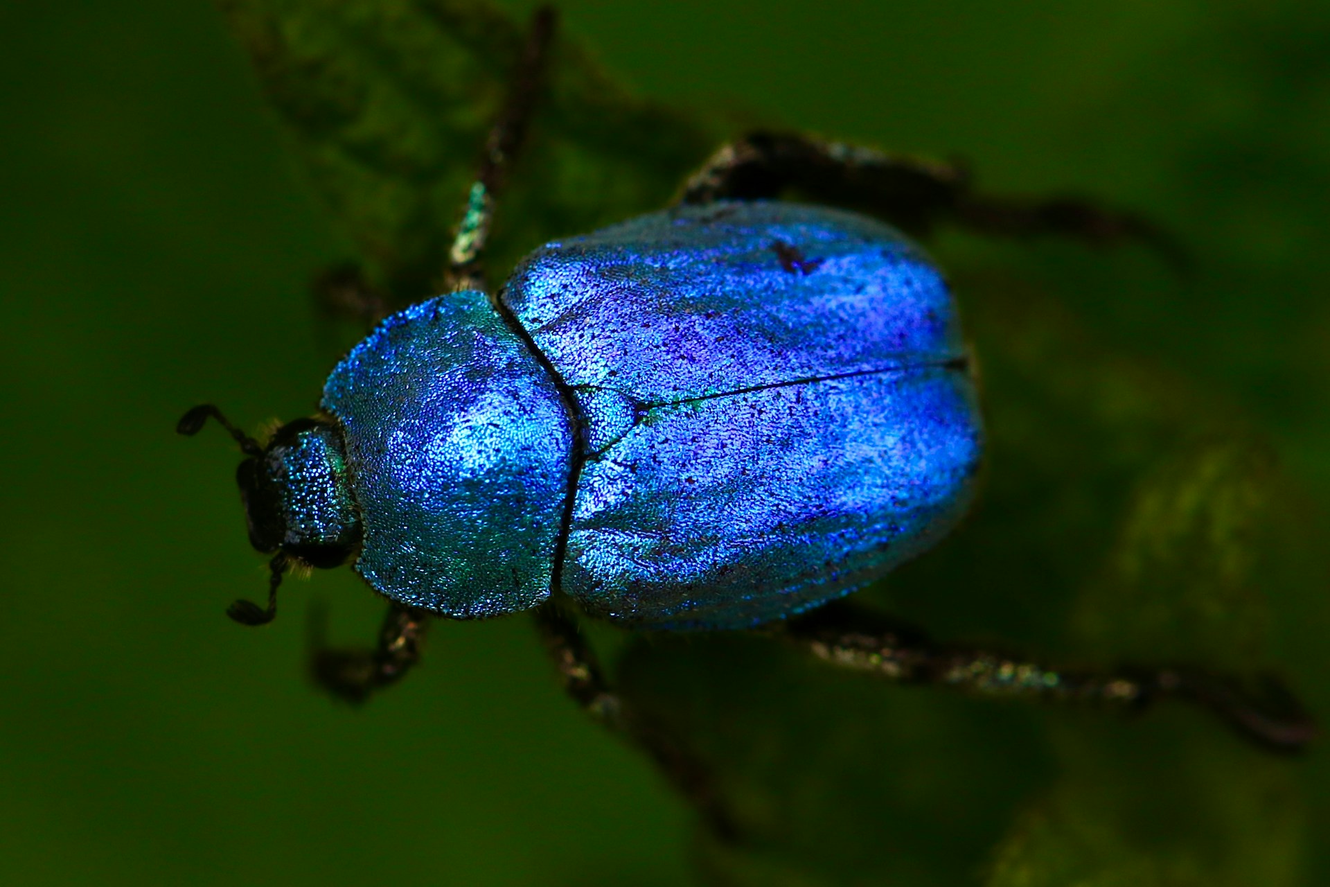 Beetle Sounds: How They’re Made and What They Mean - Biology Insights
