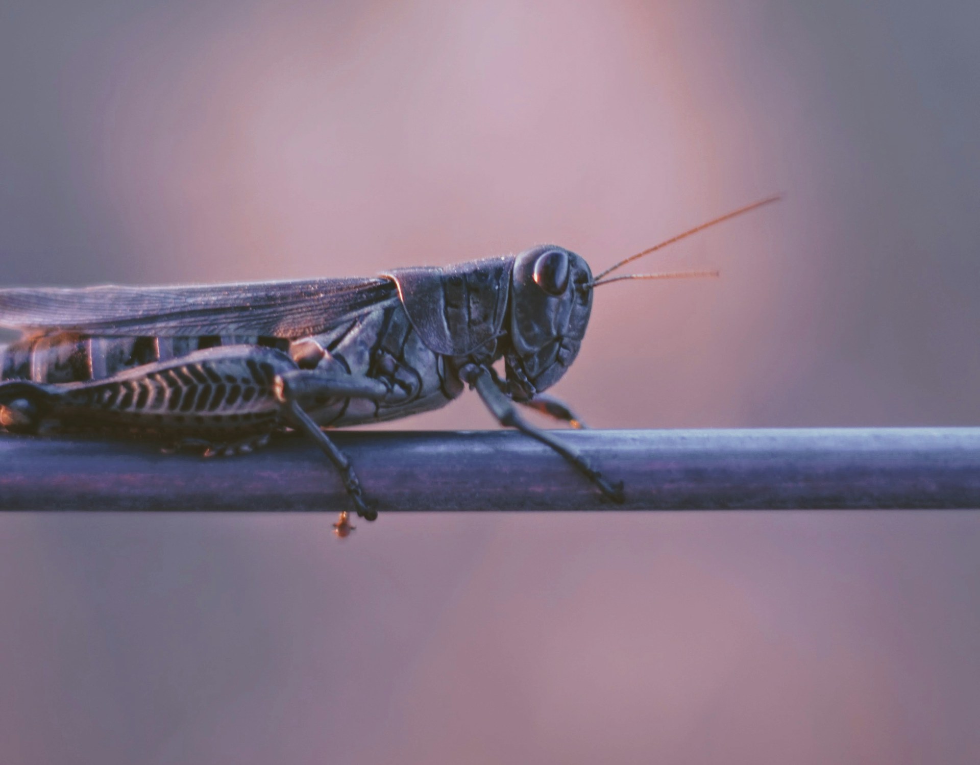 What Causes Locust Migration and Swarms? - Biology Insights